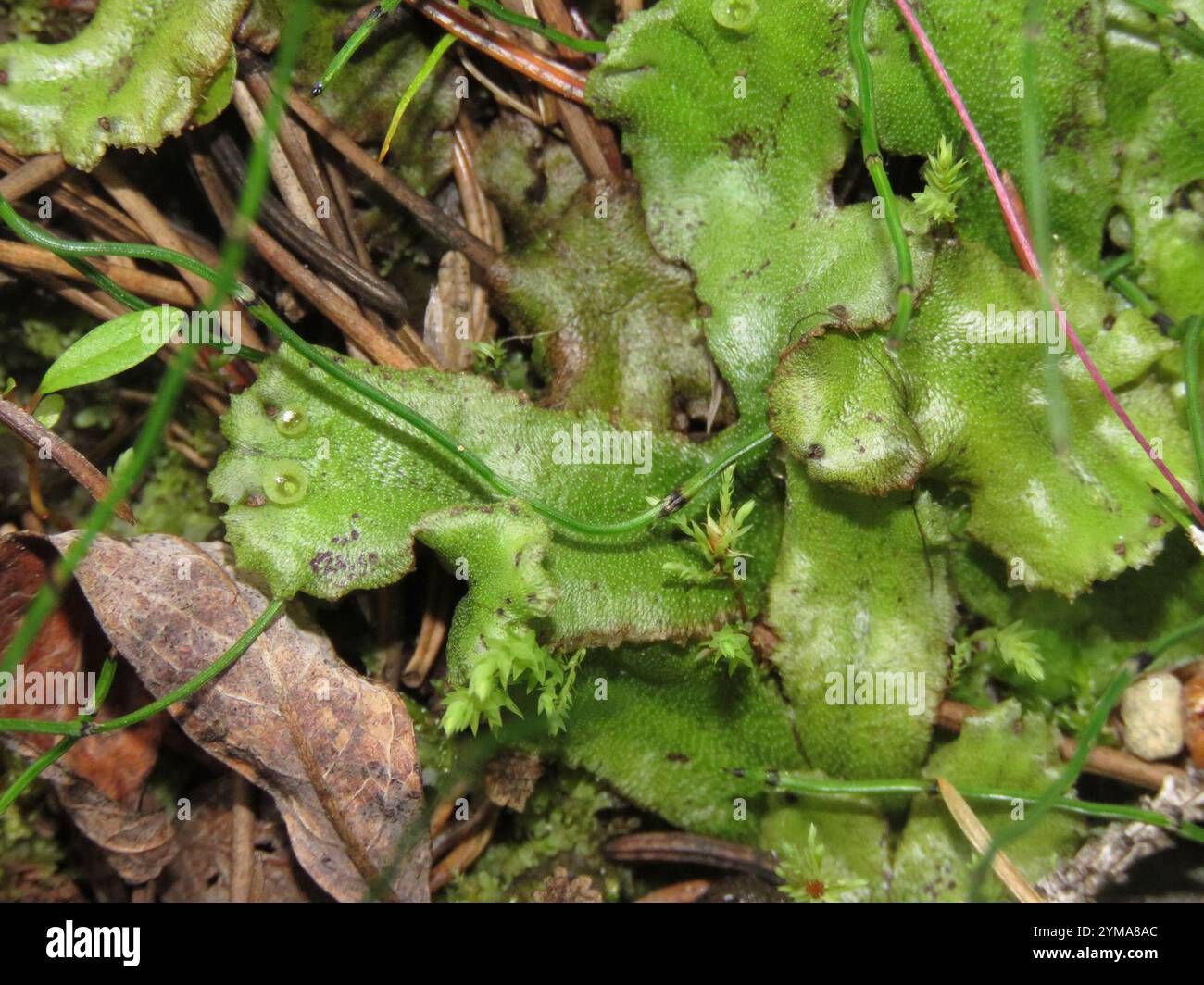 Common Liverwort (Marchantia polymorpha Stock Photo - Alamy