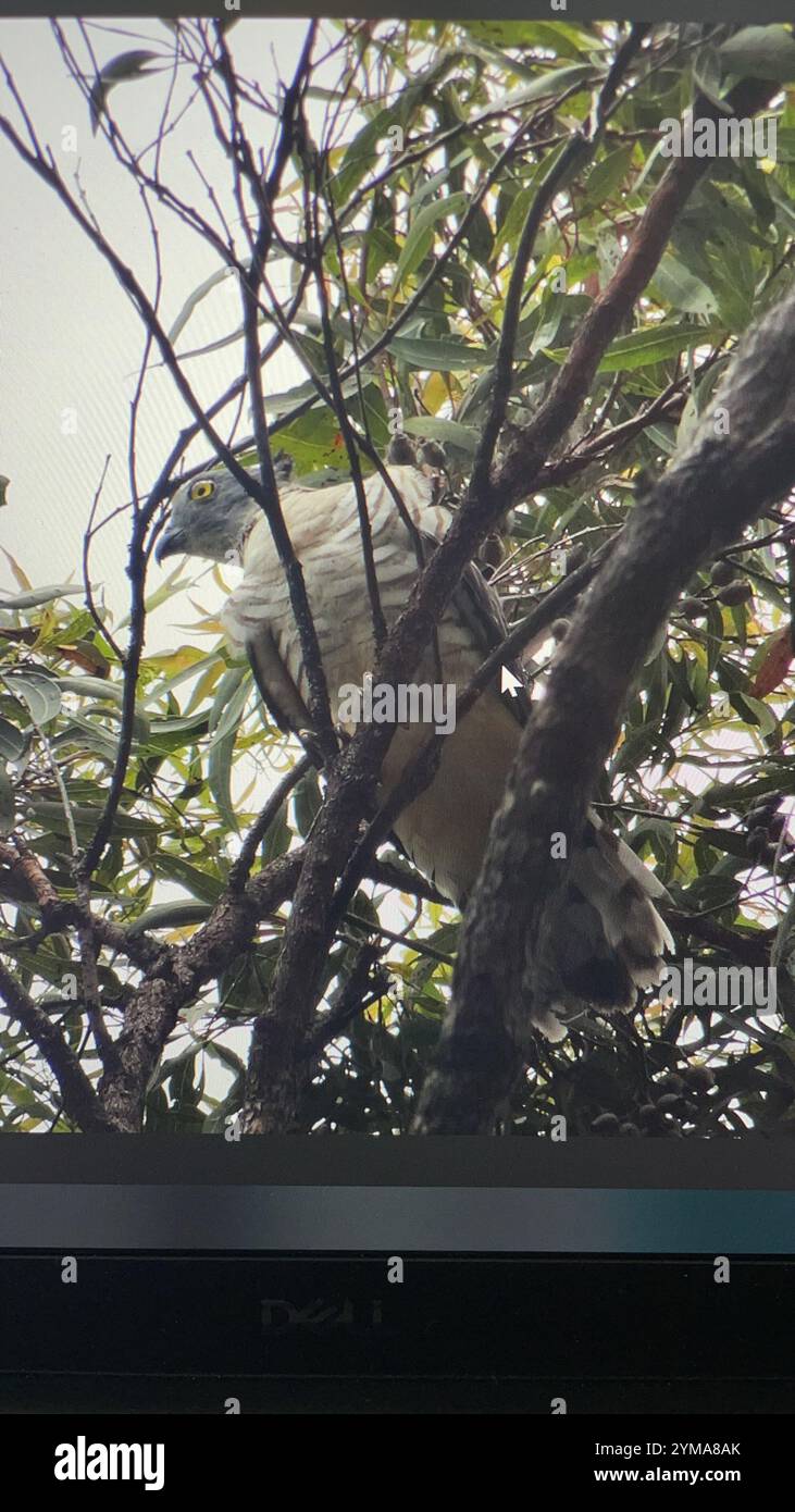 Pacific Baza (Aviceda subcristata Stock Photo - Alamy