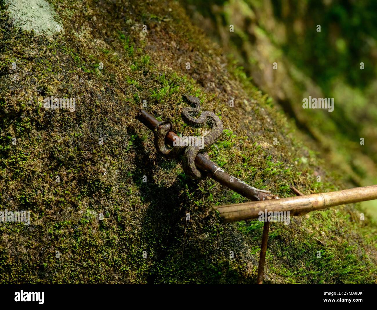 "Malabar Pit Viper blending seamlessly into the lush greenery of Forest ...
