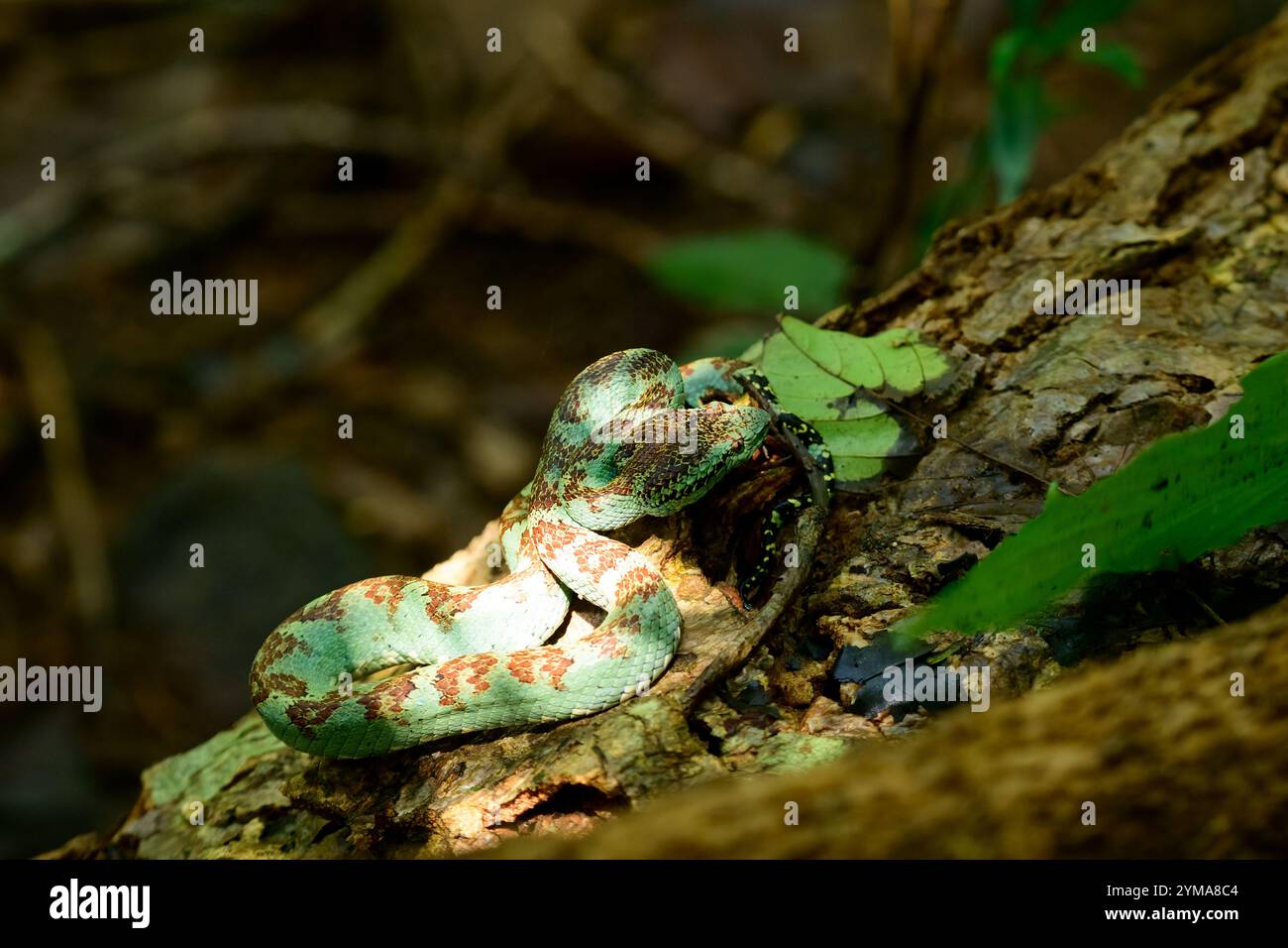 "Malabar Pit Viper blending seamlessly into the lush greenery of Forest ...