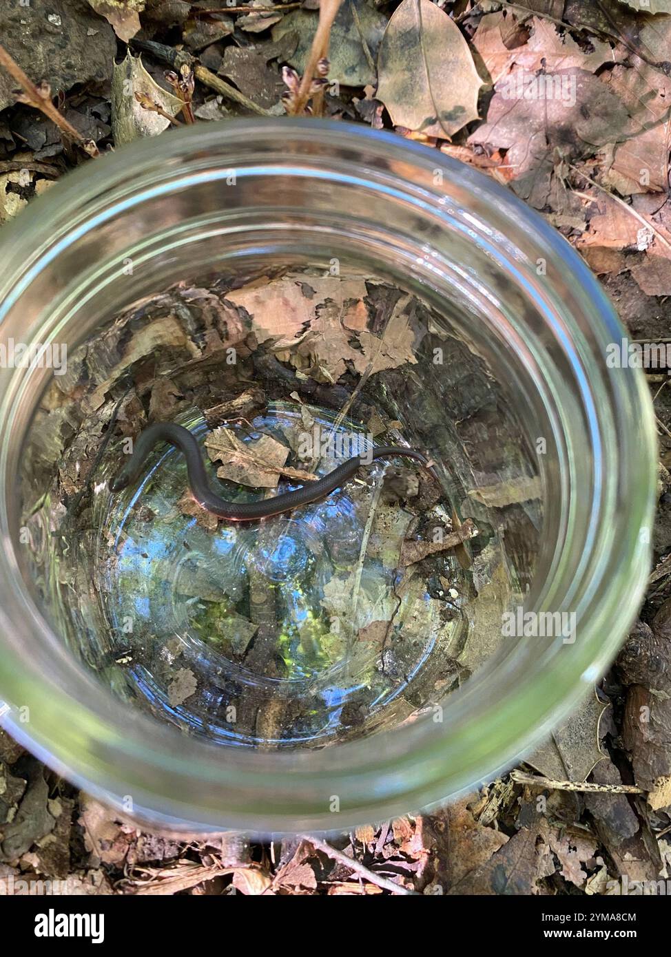 Eastern worm snake hi-res stock photography and images - Alamy