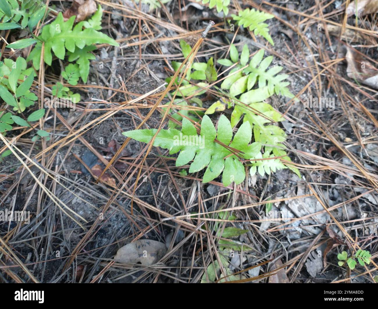 netted chain fern (Woodwardia areolata Stock Photo - Alamy