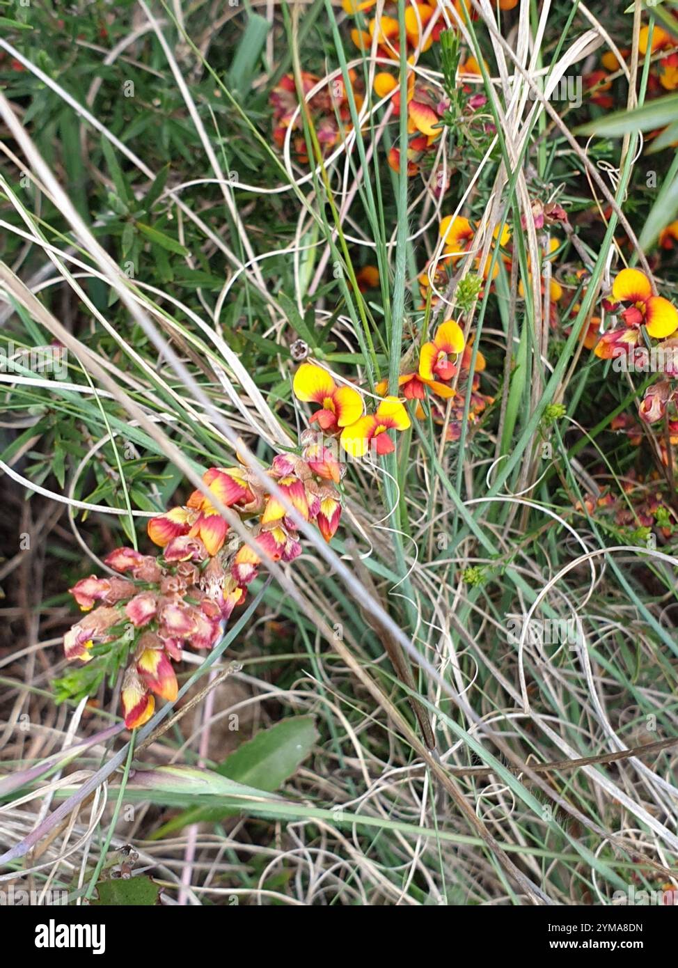 showy parrot-pea (Dillwynia sericea Stock Photo - Alamy
