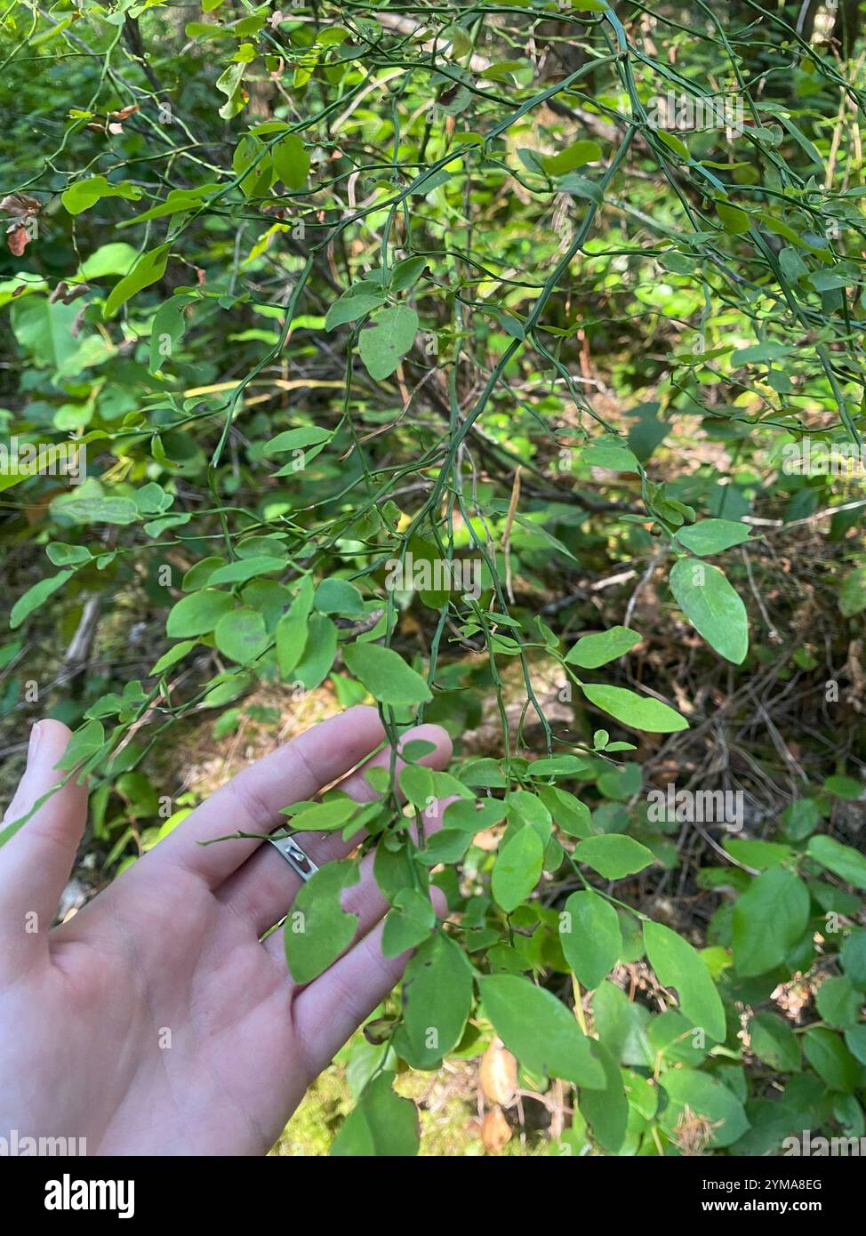 Red Huckleberry (Vaccinium parvifolium Stock Photo - Alamy