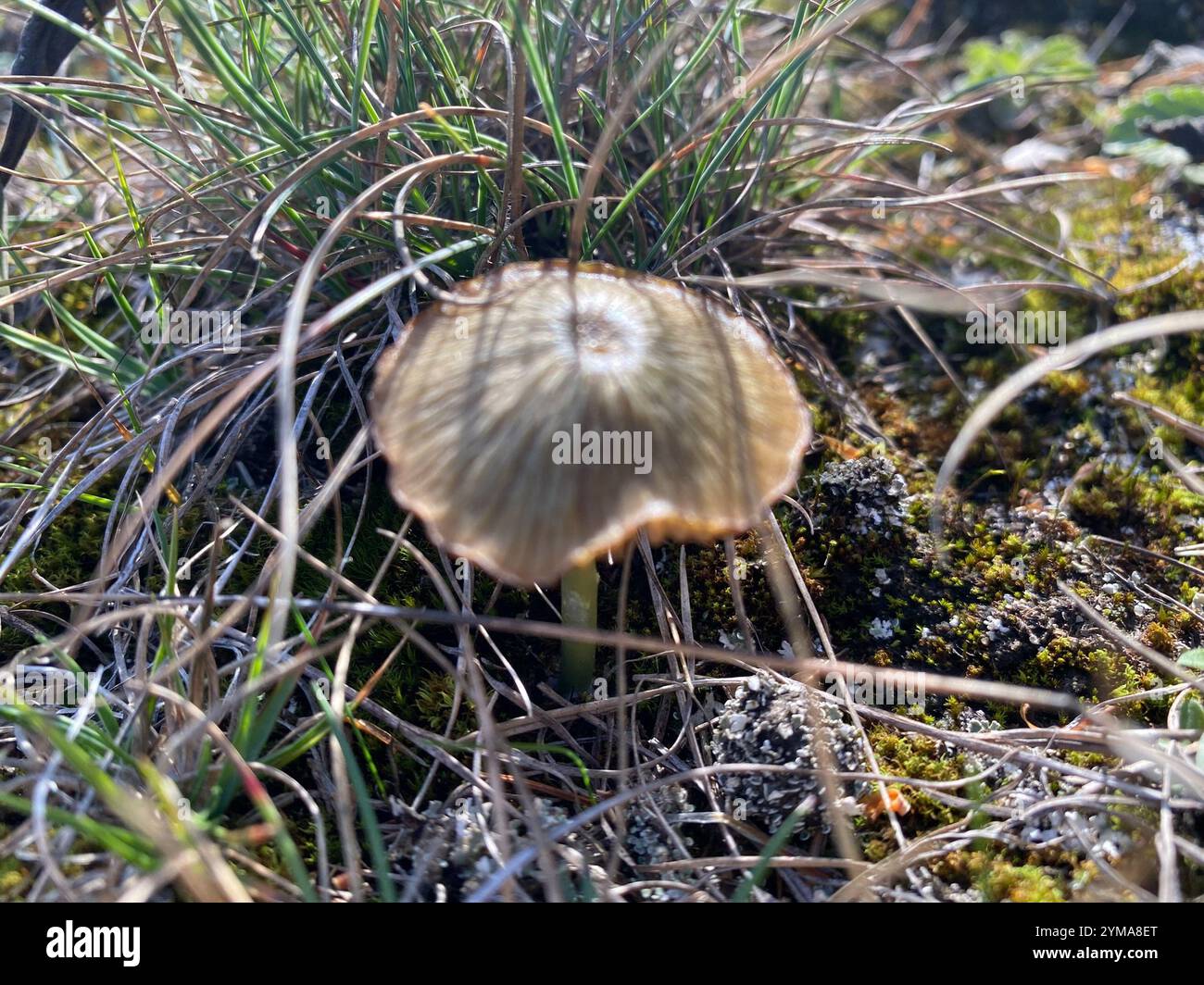 Mouse-pee Pinkgill (Entoloma incanum Stock Photo - Alamy
