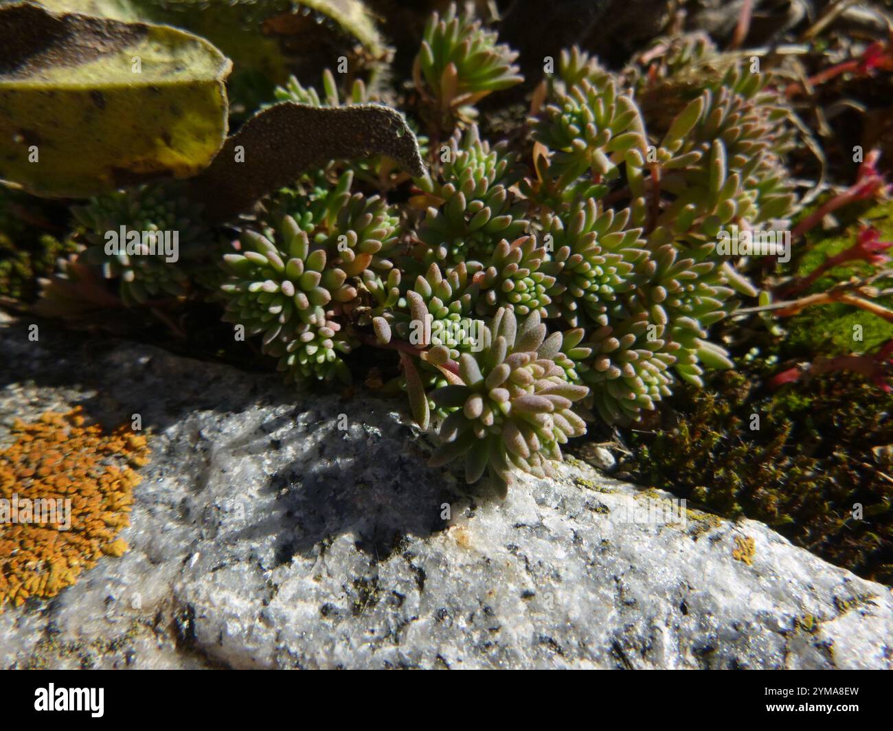 Spanish Stonecrop (Sedum hispanicum Stock Photo - Alamy