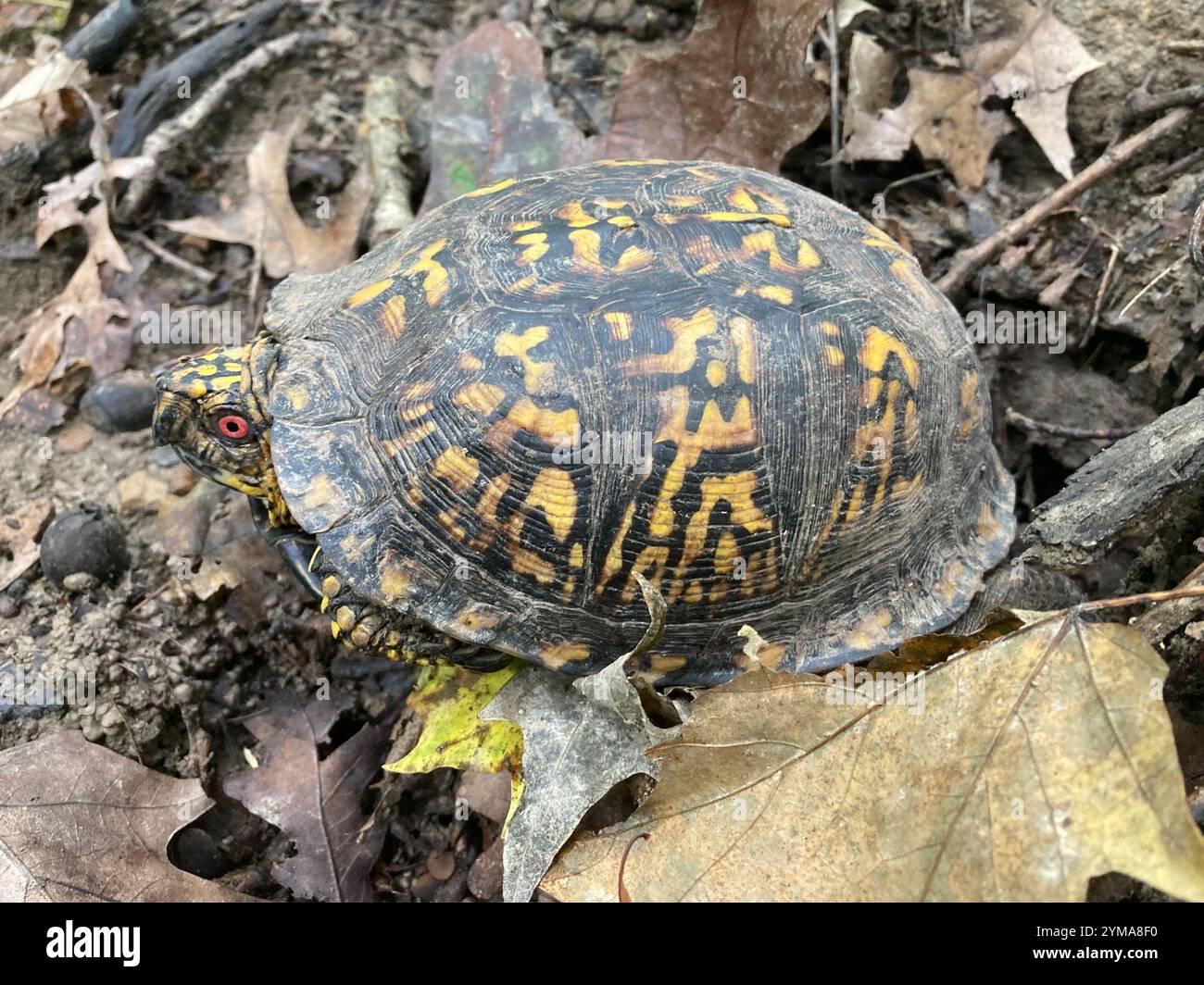 Eastern Box Turtle (Terrapene carolina carolina Stock Photo - Alamy