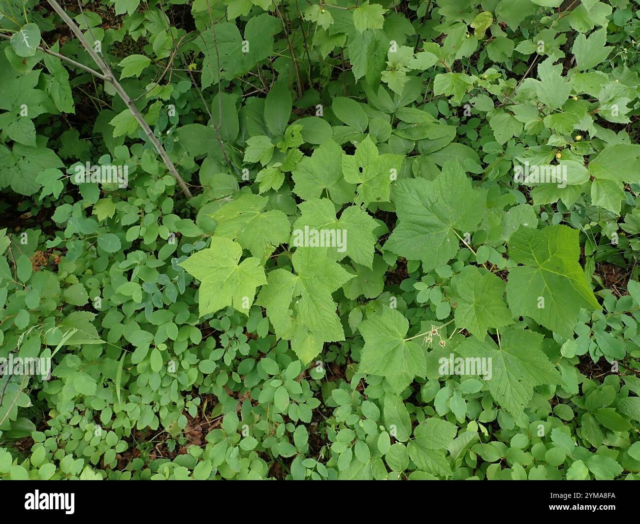thimbleberry (Rubus parviflorus Stock Photo - Alamy