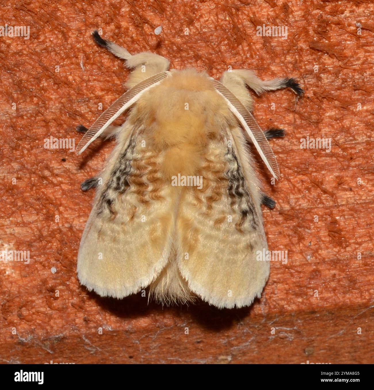 Black-waved Flannel Moth (Megalopyge crispata Stock Photo - Alamy