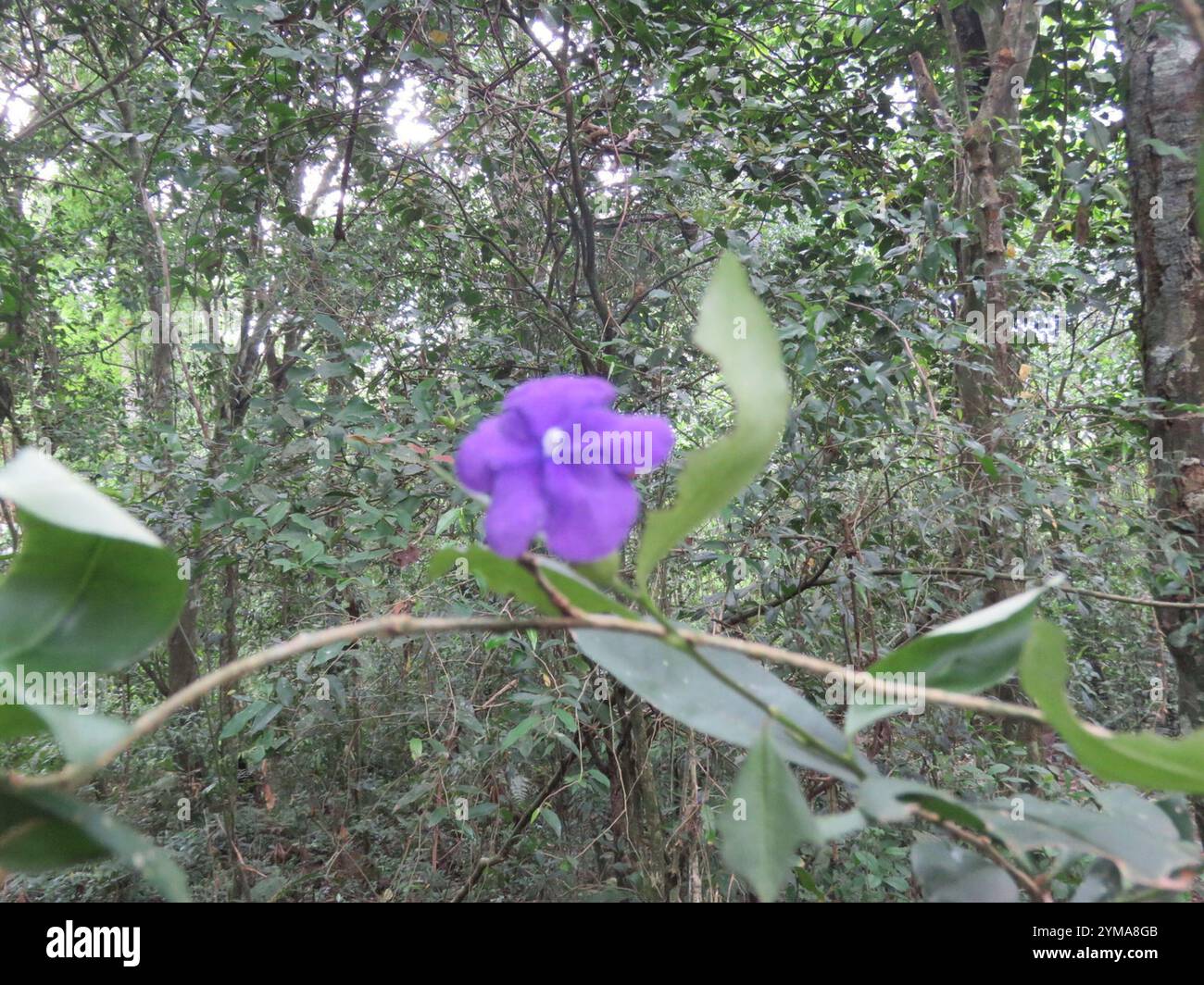 southern raintree (Brunfelsia australis Stock Photo - Alamy