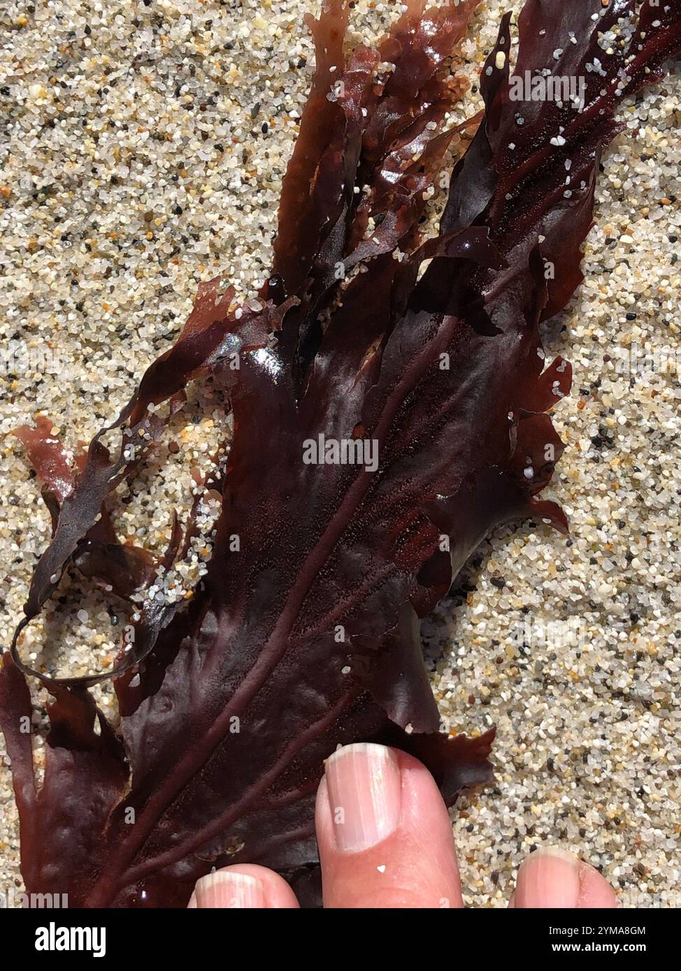 red sea leaf (Erythrophyllum delesserioides Stock Photo - Alamy