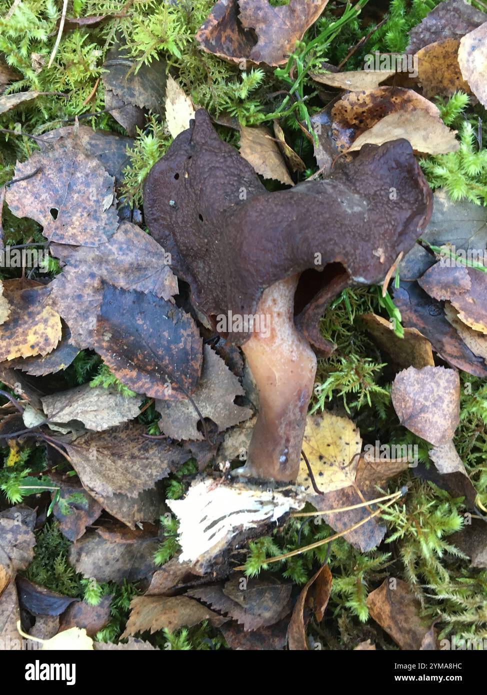 Saddle-shaped False Morel (Gyromitra infula Stock Photo - Alamy
