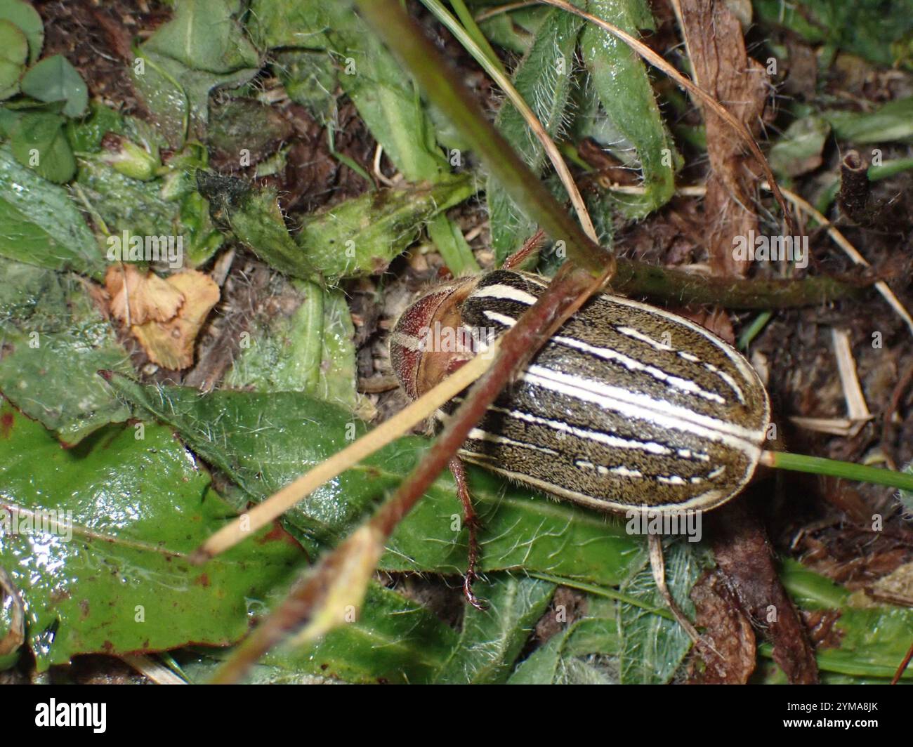 Lined June Beetles (Polyphylla Stock Photo - Alamy