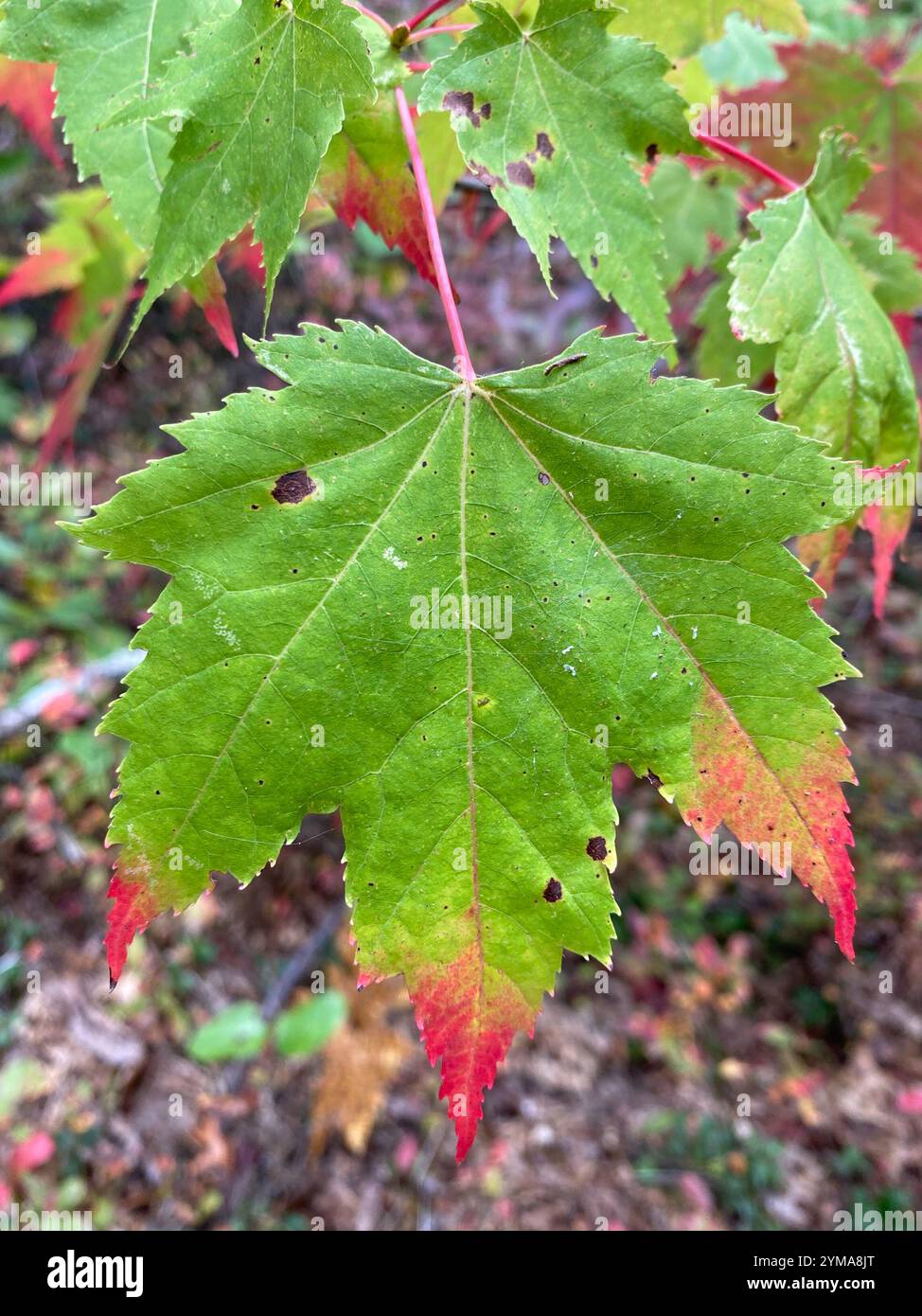 Eastern Red Maple (Acer rubrum rubrum Stock Photo - Alamy
