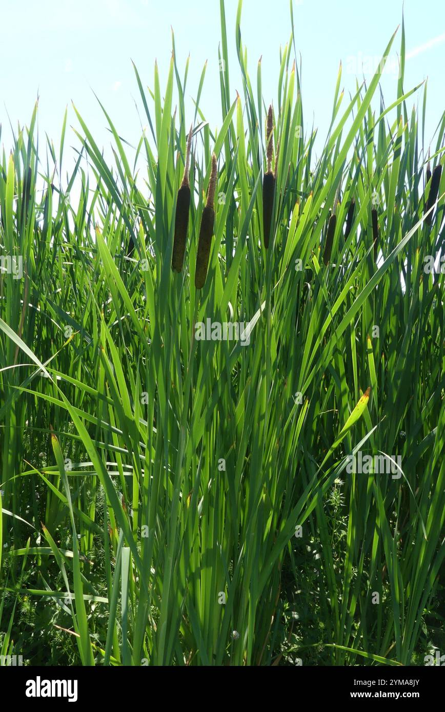 broadleaf cattail (Typha latifolia Stock Photo - Alamy