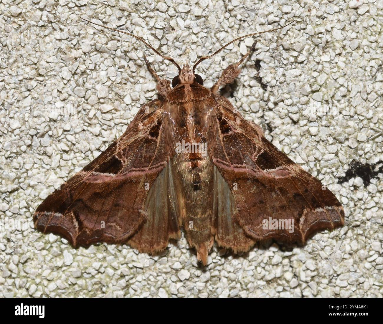 Florida Fern Moth (Callopistria floridensis Stock Photo - Alamy