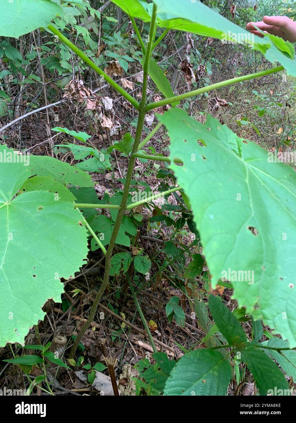 princess tree (Paulownia tomentosa Stock Photo - Alamy