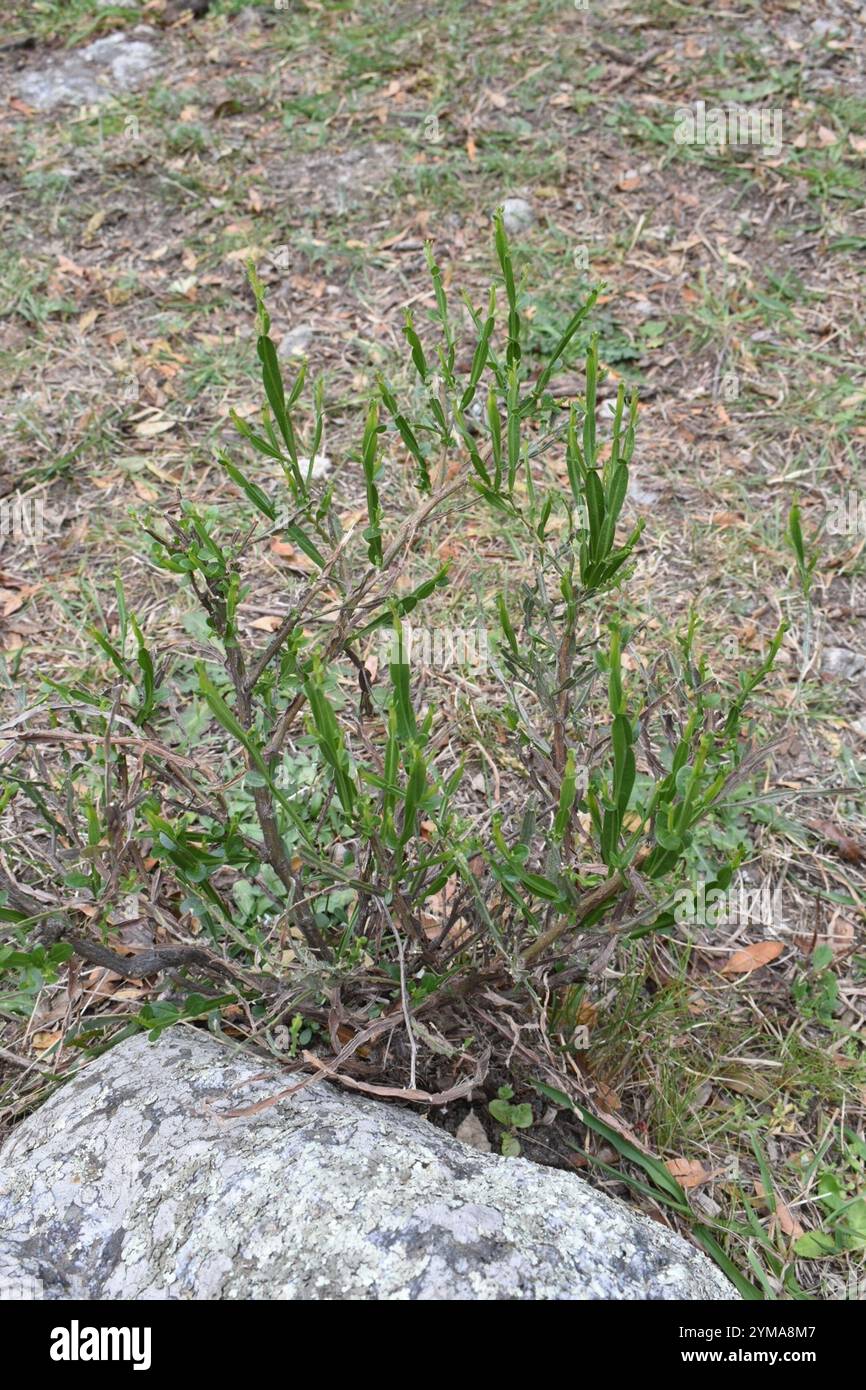 Baccharis articulata hi-res stock photography and images - Alamy