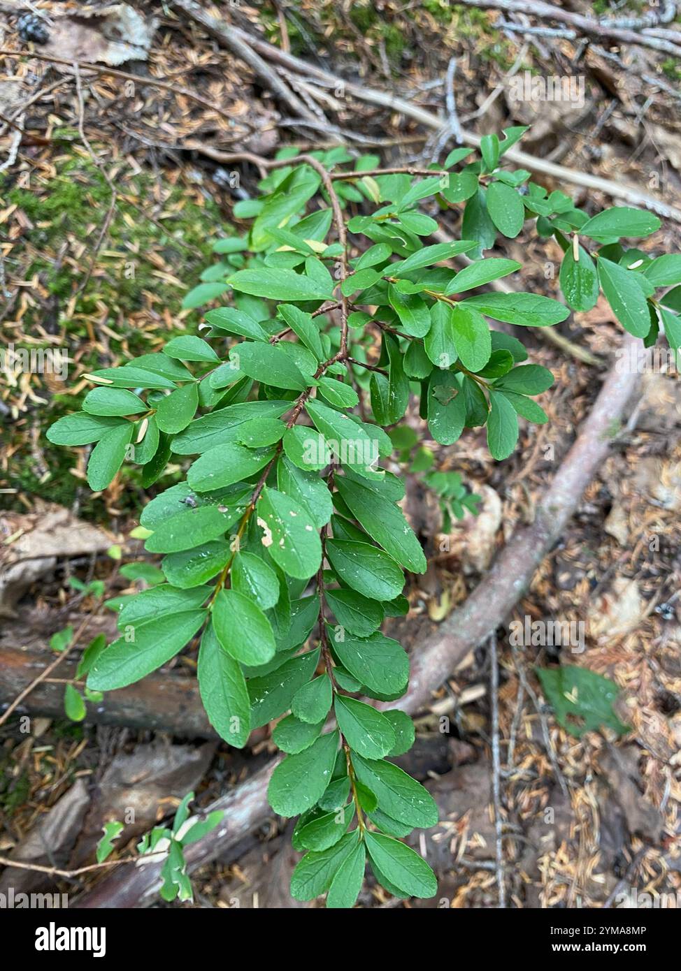 Oregon Boxwood (Paxistima myrsinites Stock Photo - Alamy