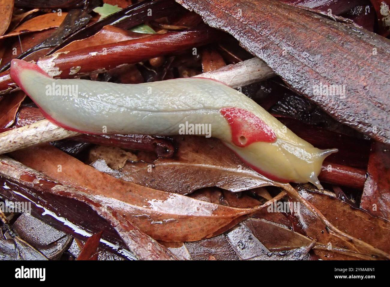 Red Triangle Slug (Triboniophorus graeffei Stock Photo - Alamy
