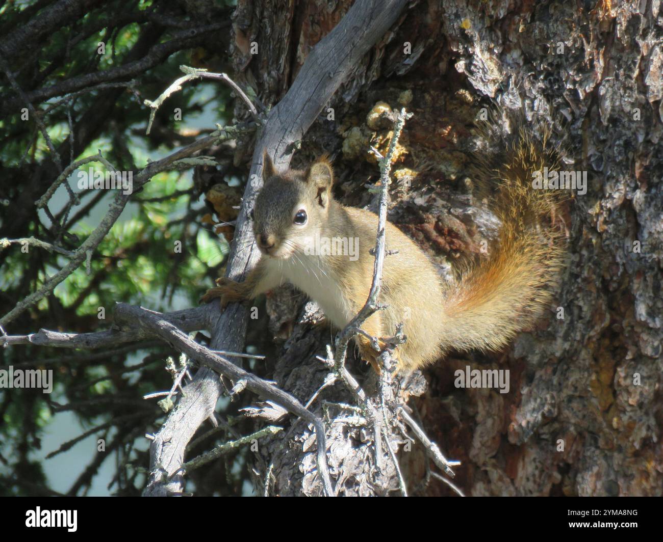 American Red Squirrel (Tamiasciurus hudsonicus Stock Photo - Alamy