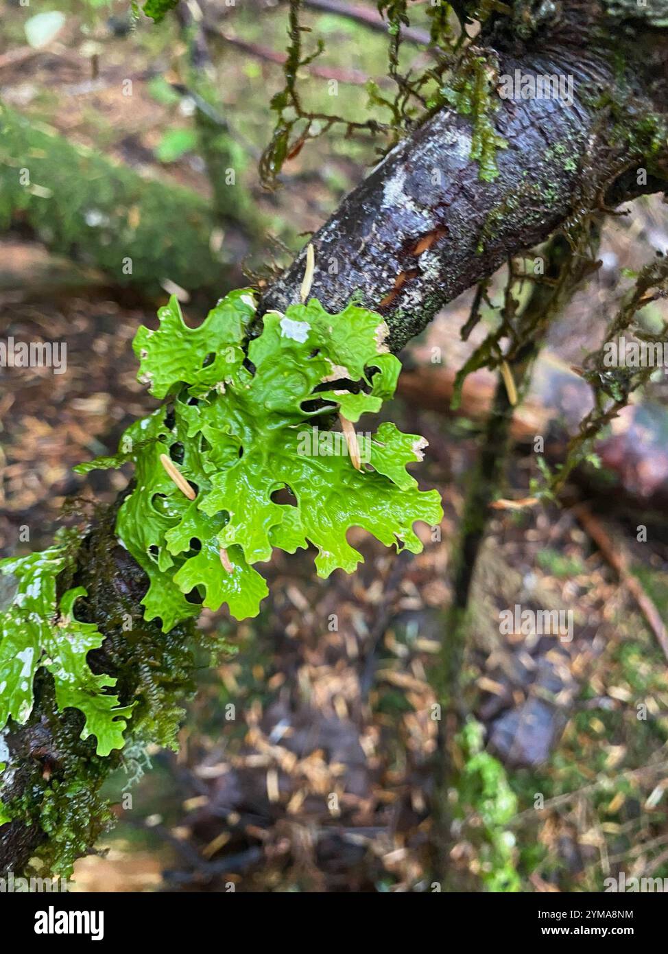 Tree Lungwort (Lobaria pulmonaria Stock Photo - Alamy