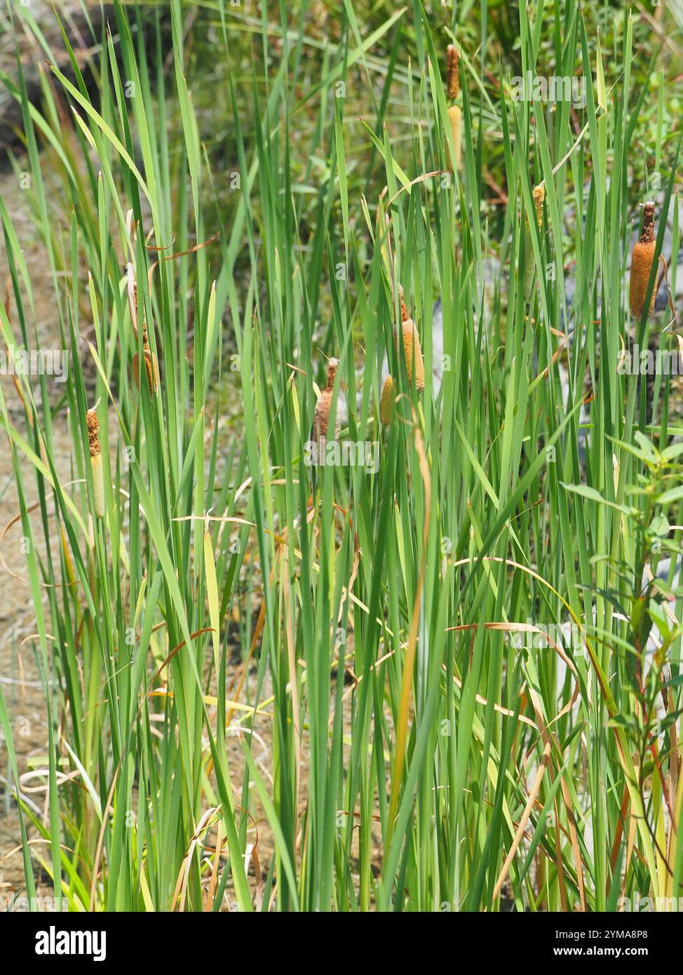 Typha orientalis hi-res stock photography and images - Alamy