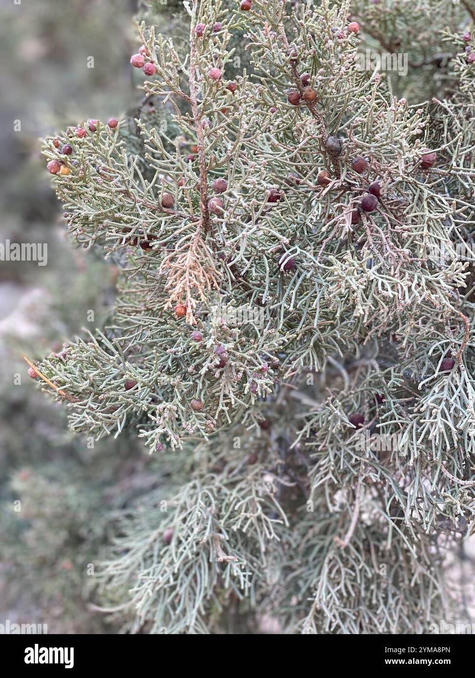 Mediterranean juniper (Juniperus turbinata Stock Photo - Alamy