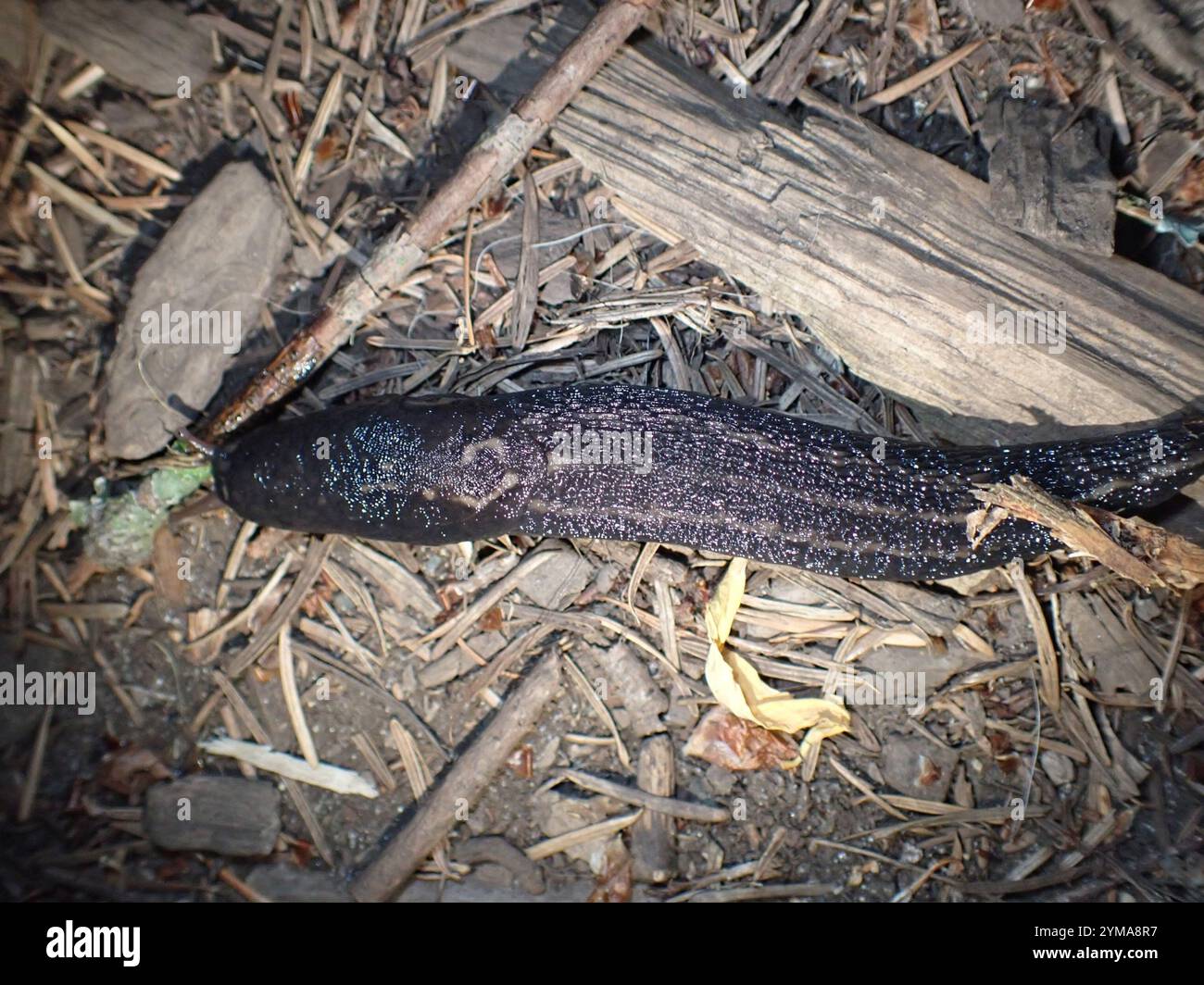 Leopard Slug (Limax maximus Stock Photo - Alamy