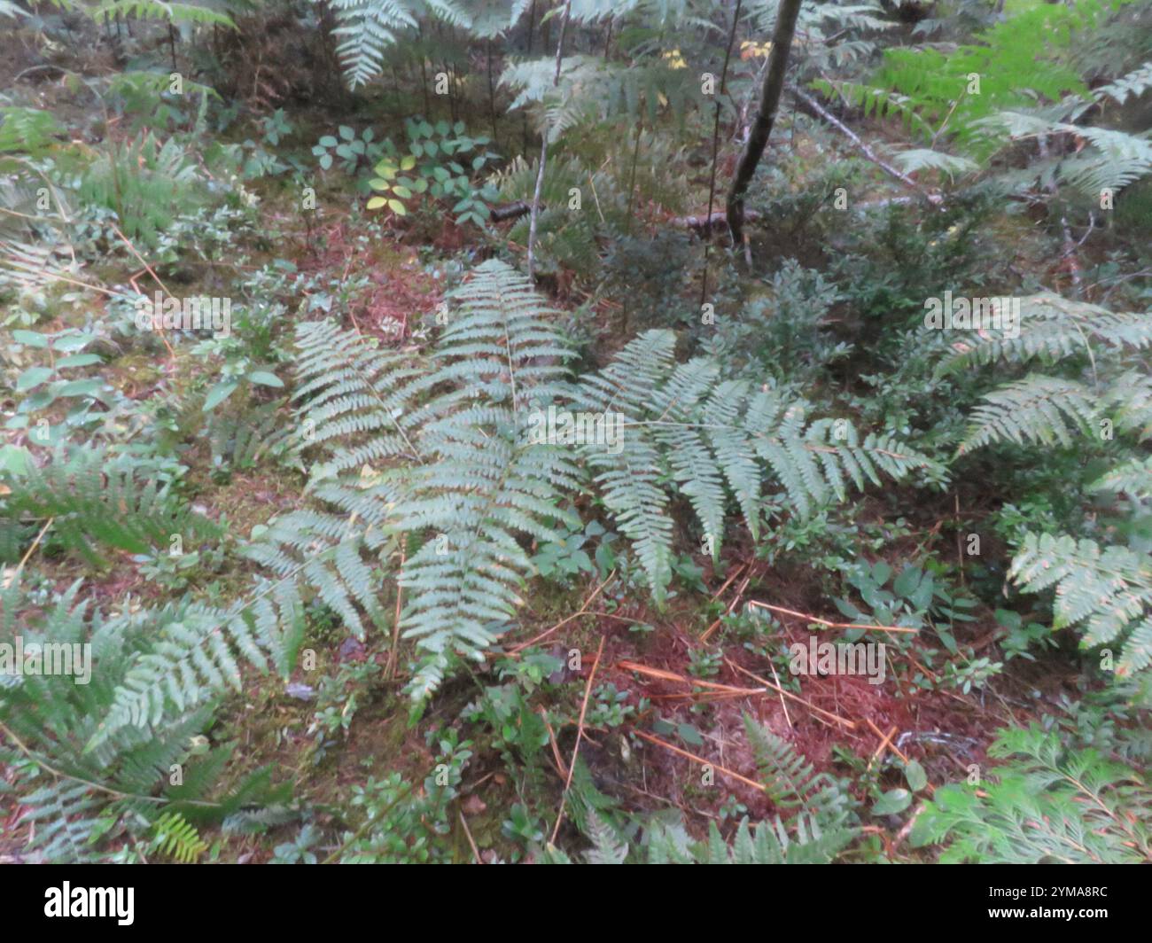 common bracken (Pteridium aquilinum Stock Photo - Alamy