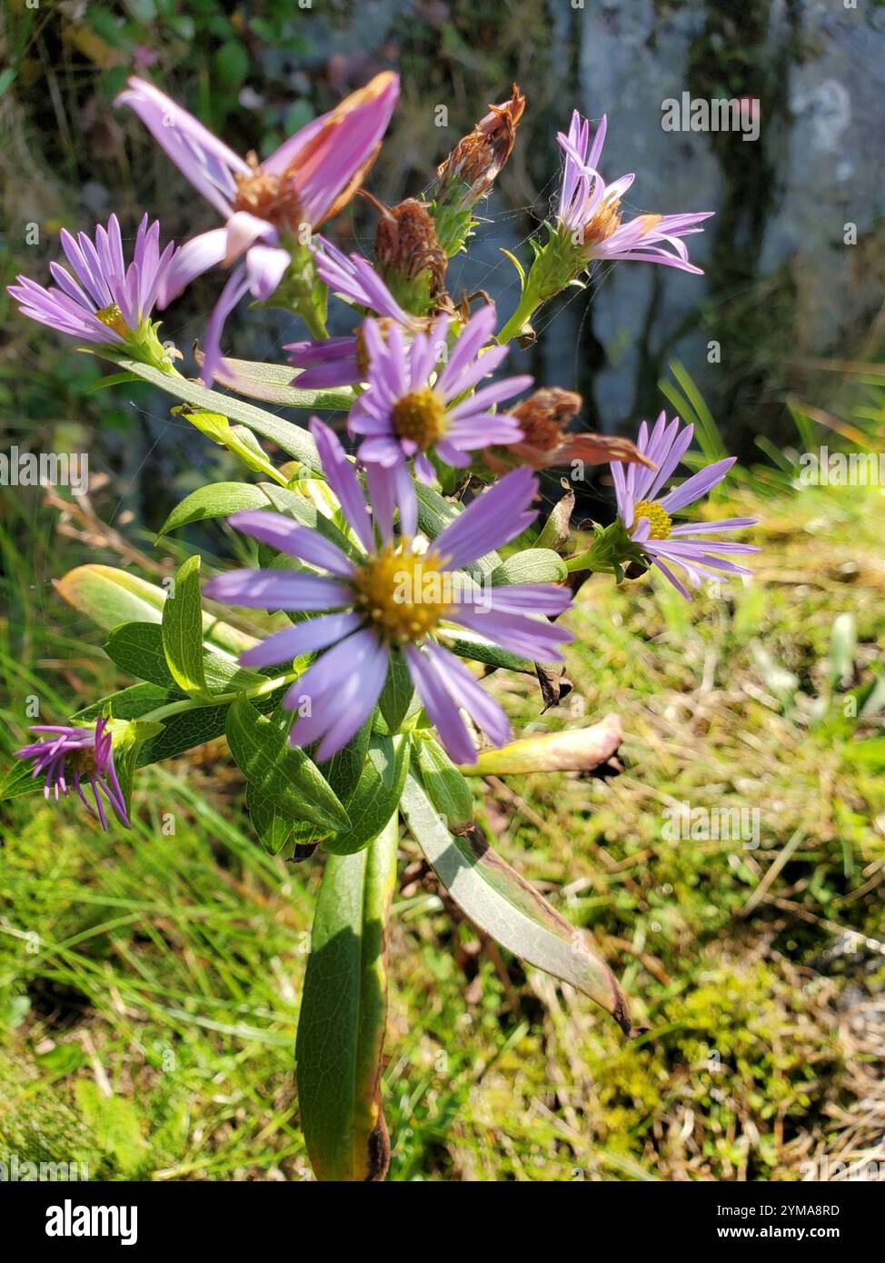 Douglas aster hi-res stock photography and images - Alamy