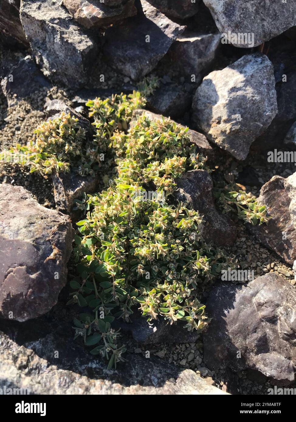 thymeleaf sandmat (Euphorbia serpillifolia serpillifolia Stock Photo ...