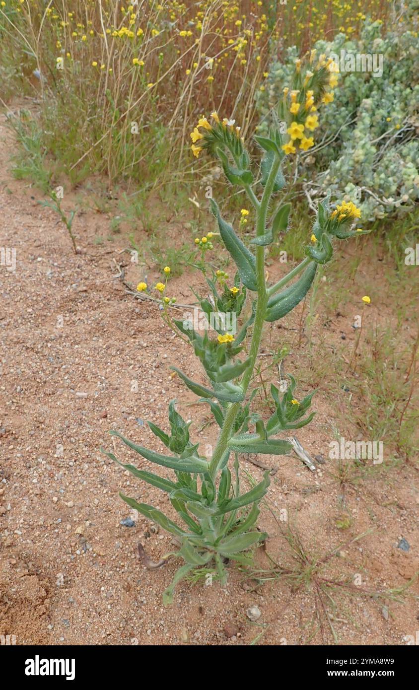 Common Fiddleneck (Amsinckia menziesii Stock Photo - Alamy