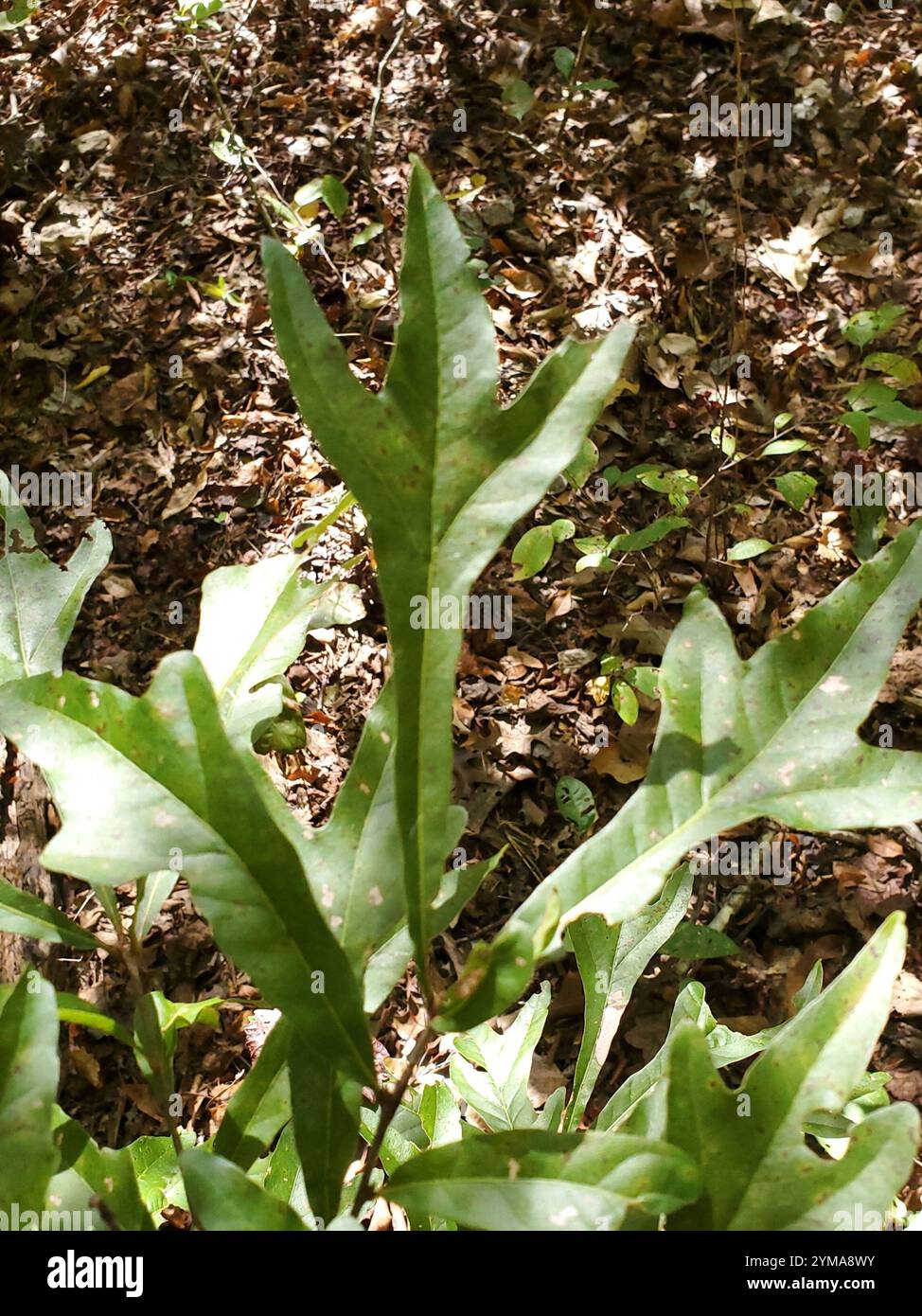 overcup oak (Quercus lyrata Stock Photo - Alamy