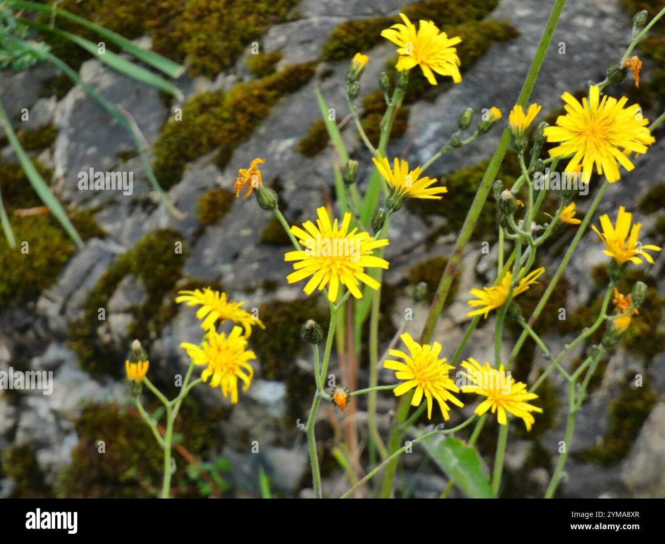 Wall hawkweed (Hieracium murorum Stock Photo - Alamy