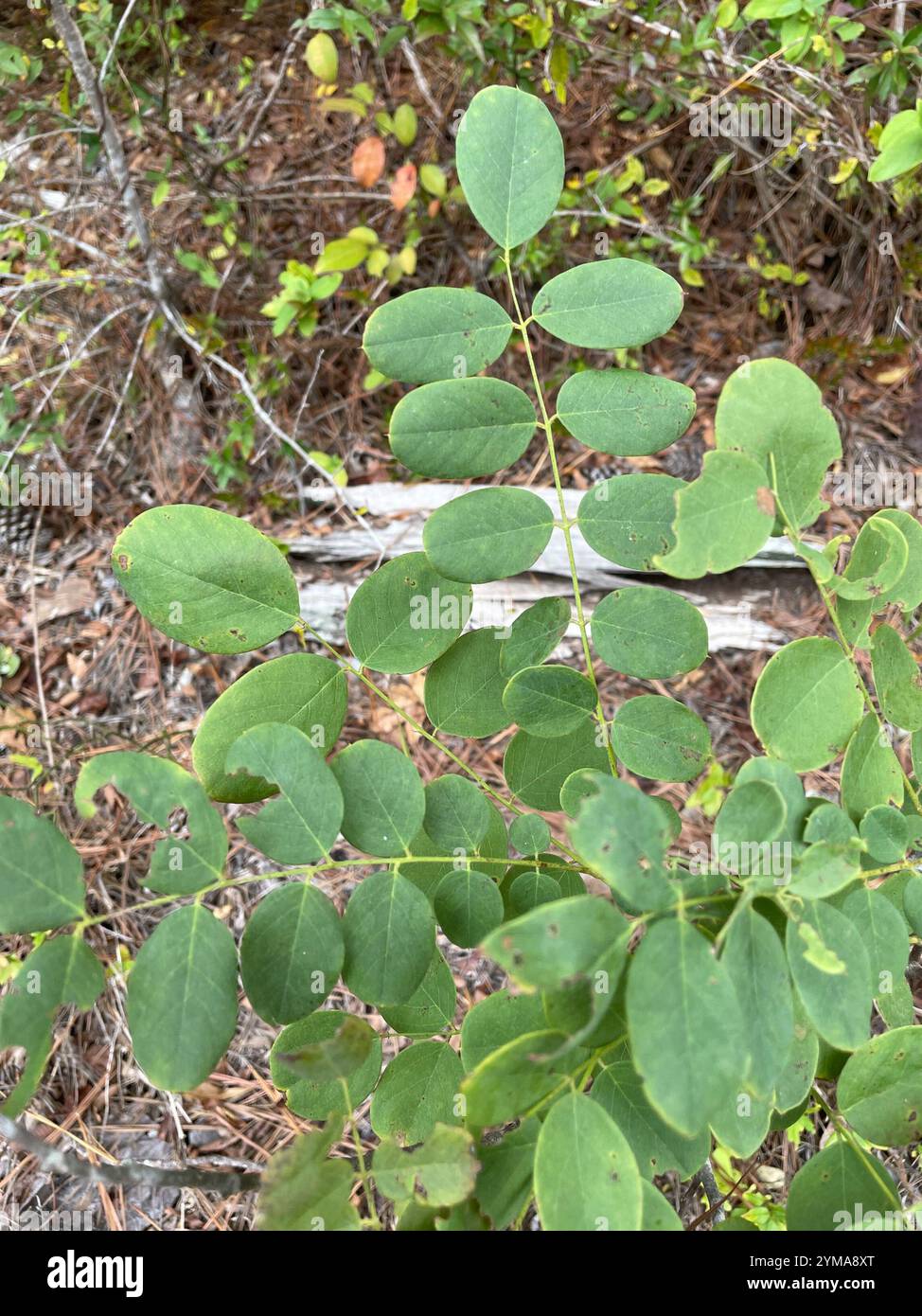 dwarf bristly locust (Robinia hispida nana Stock Photo - Alamy