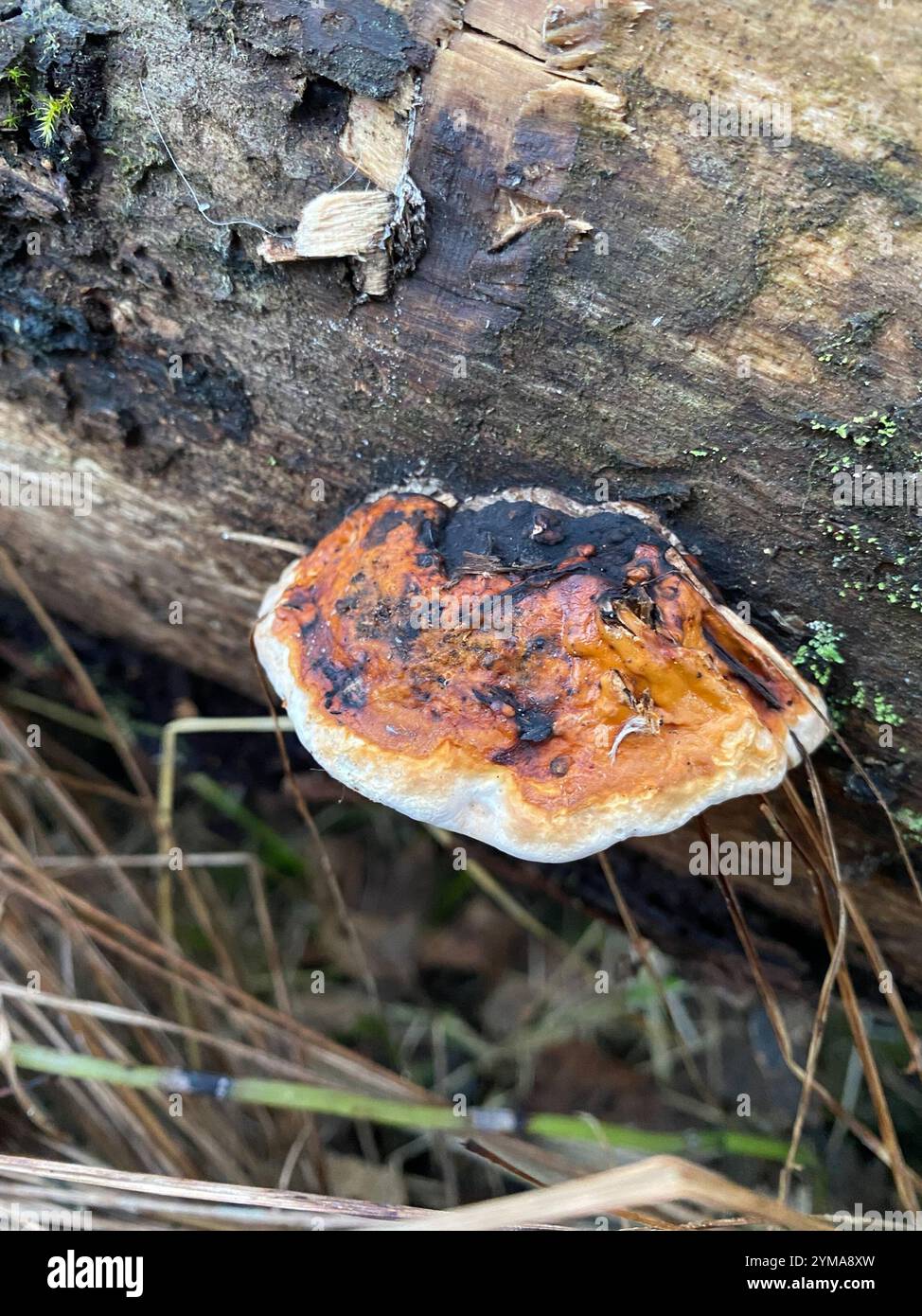 Red-banded Polypore (Fomitopsis pinicola Stock Photo - Alamy
