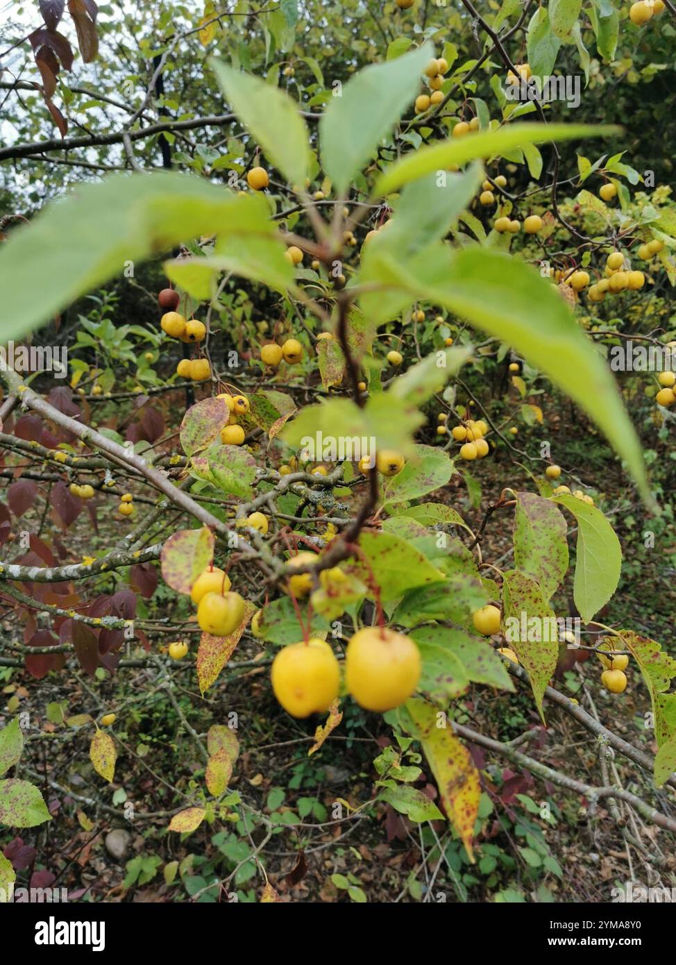 European Wild Apple (Malus sylvestris Stock Photo - Alamy