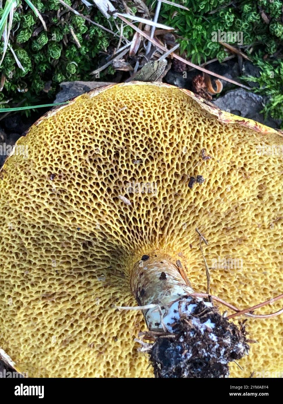Chicken Fat Mushroom (Suillus americanus Stock Photo - Alamy