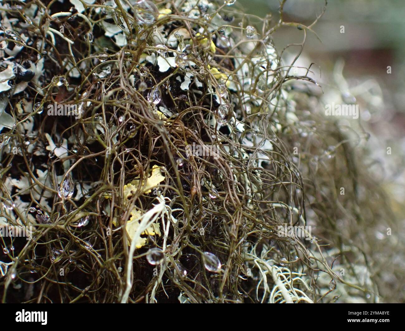 Horsehair Lichens (Bryoria Stock Photo - Alamy
