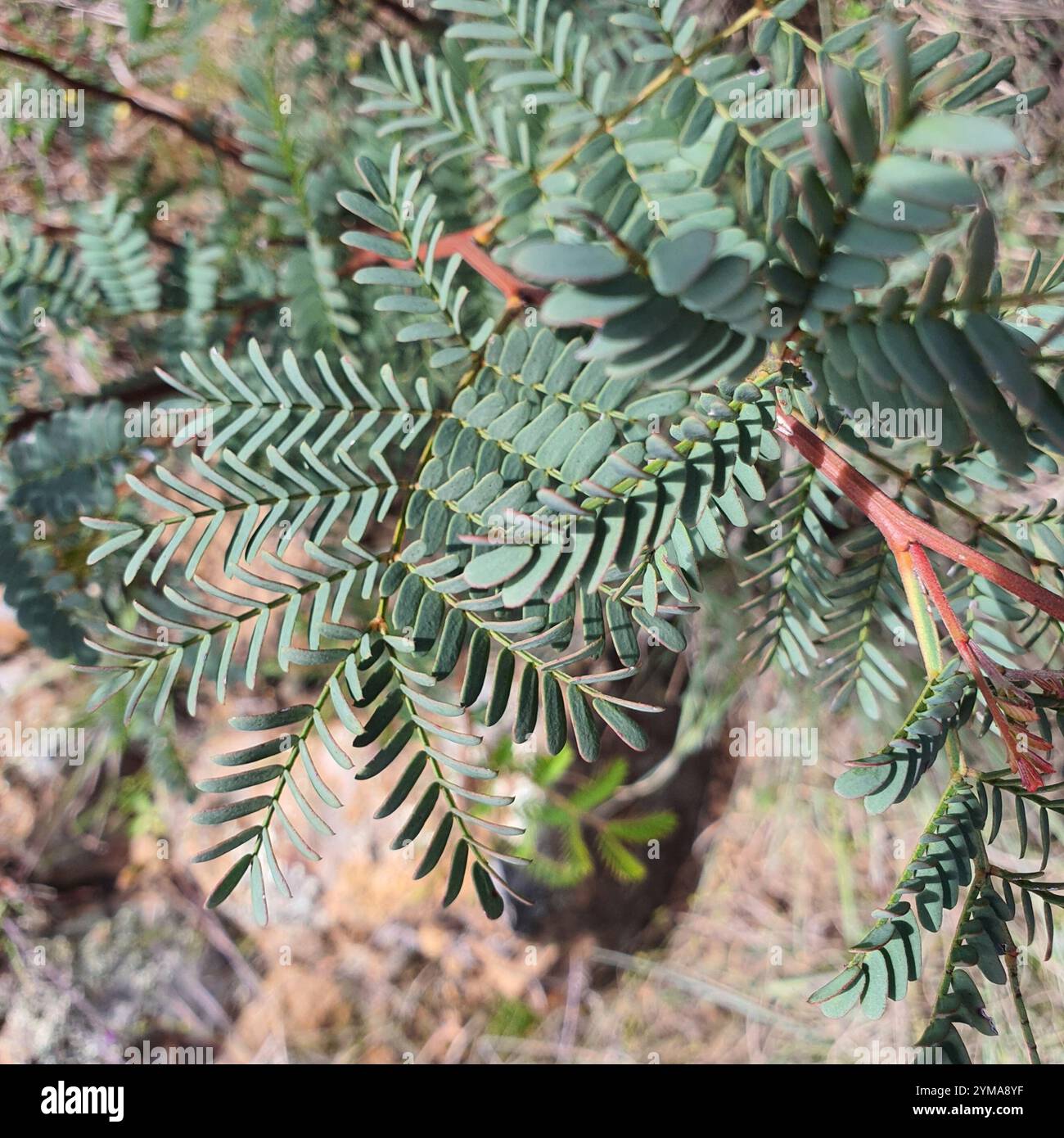 Acacia rubida hi-res stock photography and images - Alamy