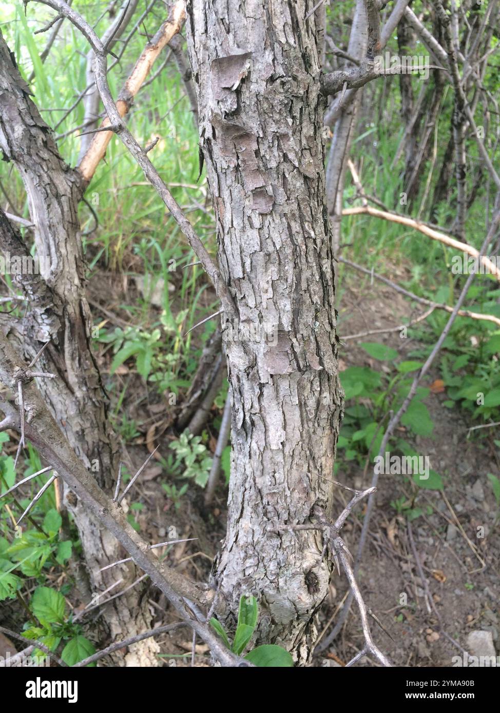Caughnawaga hawthorn (Crataegus suborbiculata Stock Photo - Alamy