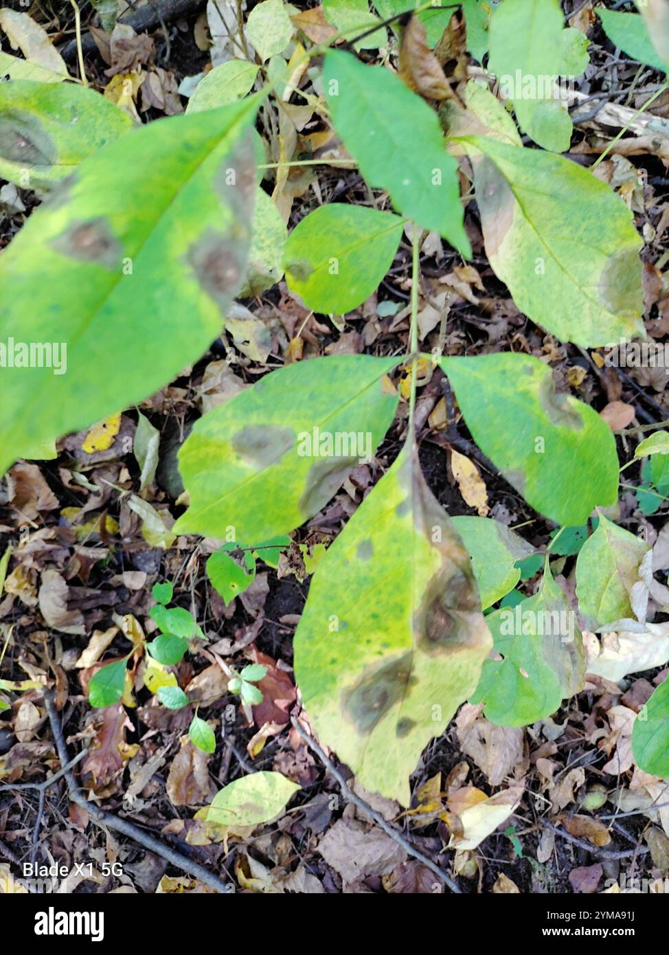 Hickory Anthracnose (Gnomonia caryae Stock Photo - Alamy