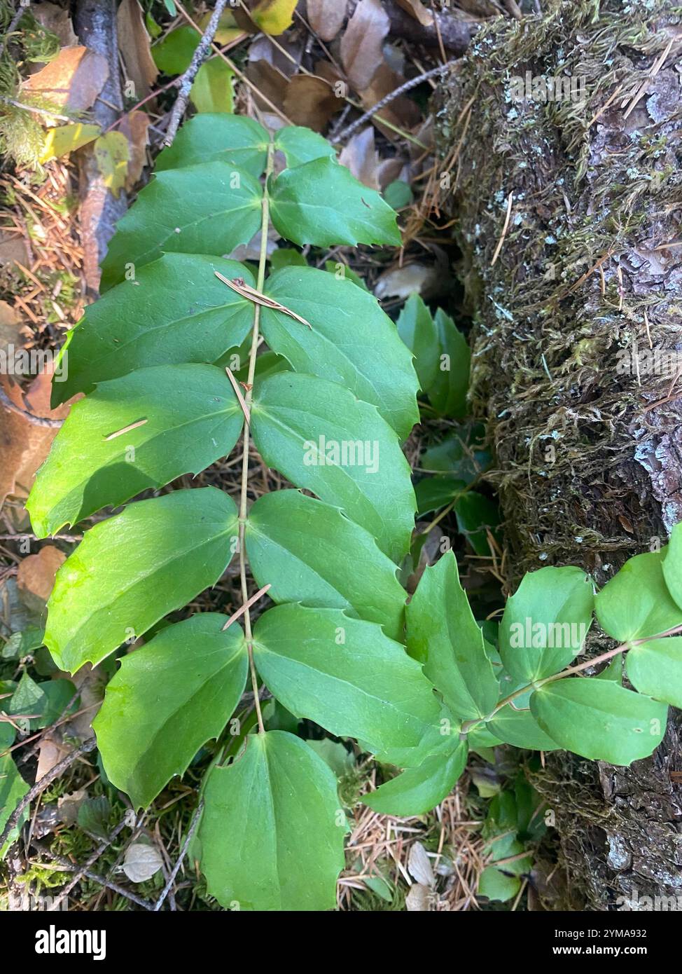 Cascade Oregon-grape (Berberis nervosa Stock Photo - Alamy