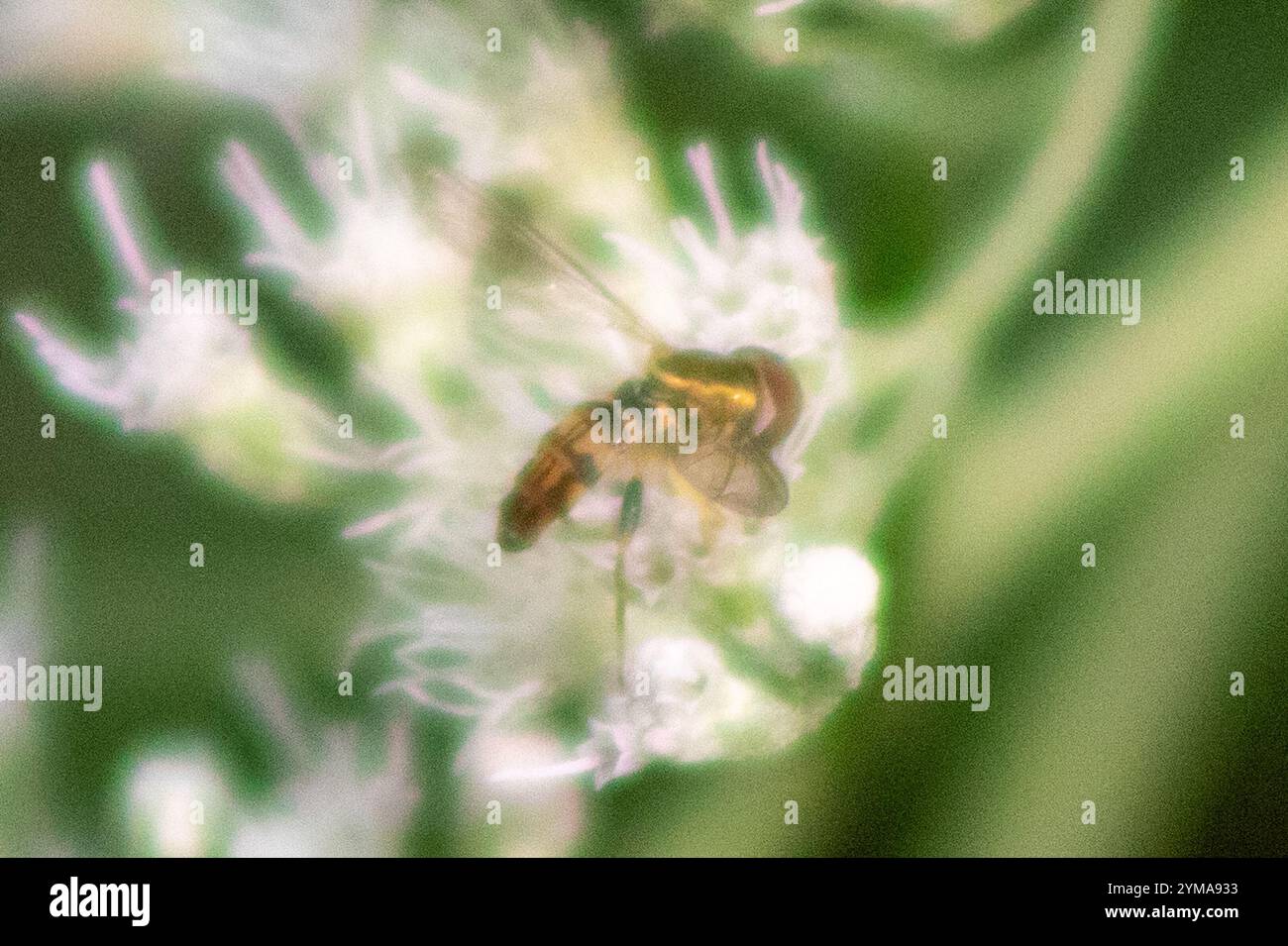 Eastern Calligrapher (Toxomerus geminatus Stock Photo - Alamy