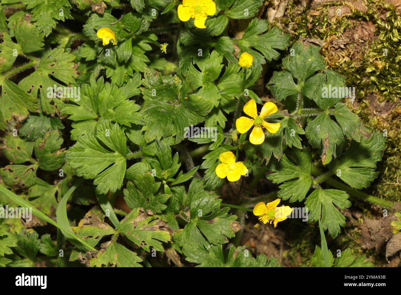 Creeping buttercup (Ranunculus repens Stock Photo - Alamy