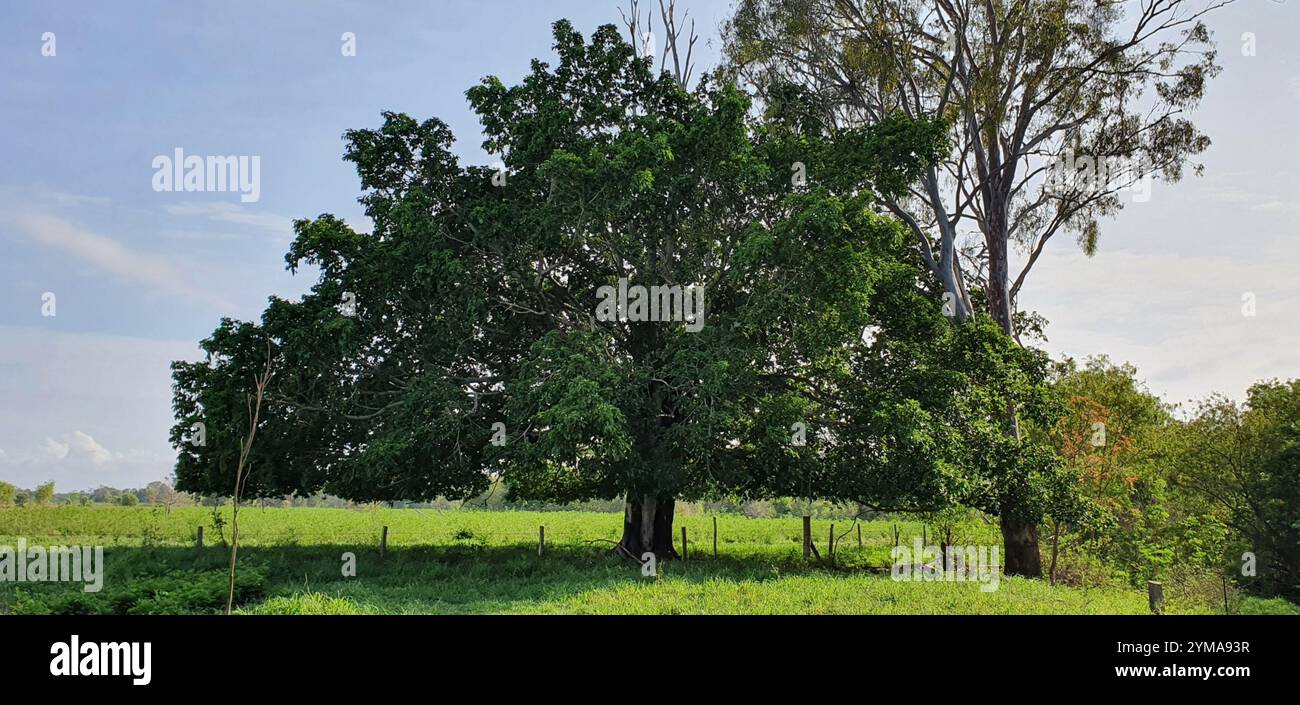 White fig (Ficus virens Stock Photo - Alamy