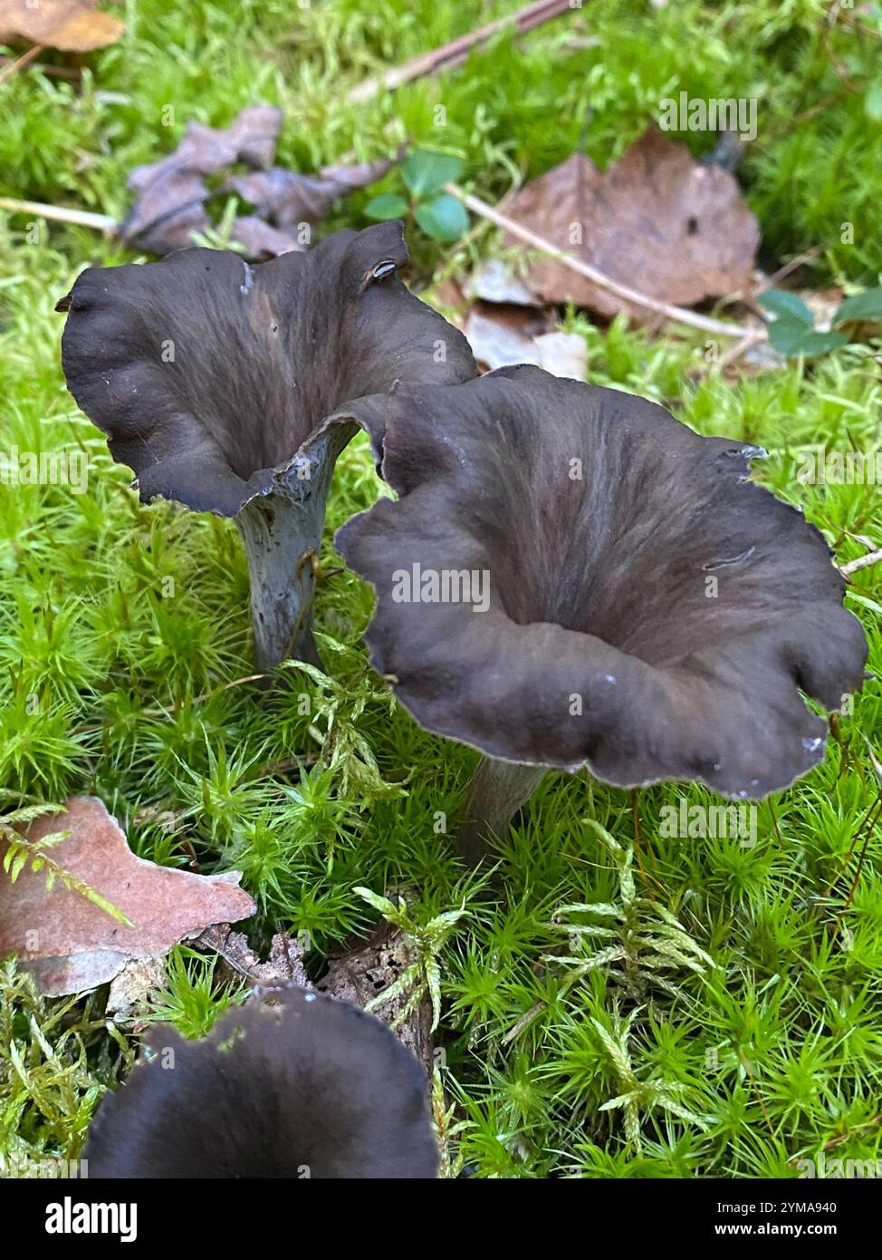 Eastern Black Trumpet (Craterellus fallax Stock Photo - Alamy