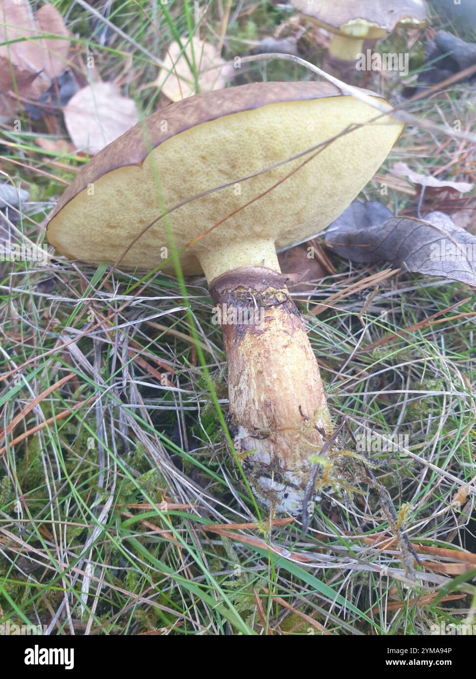 Purple-veiled Slippery Jack (Suillus luteus Stock Photo - Alamy