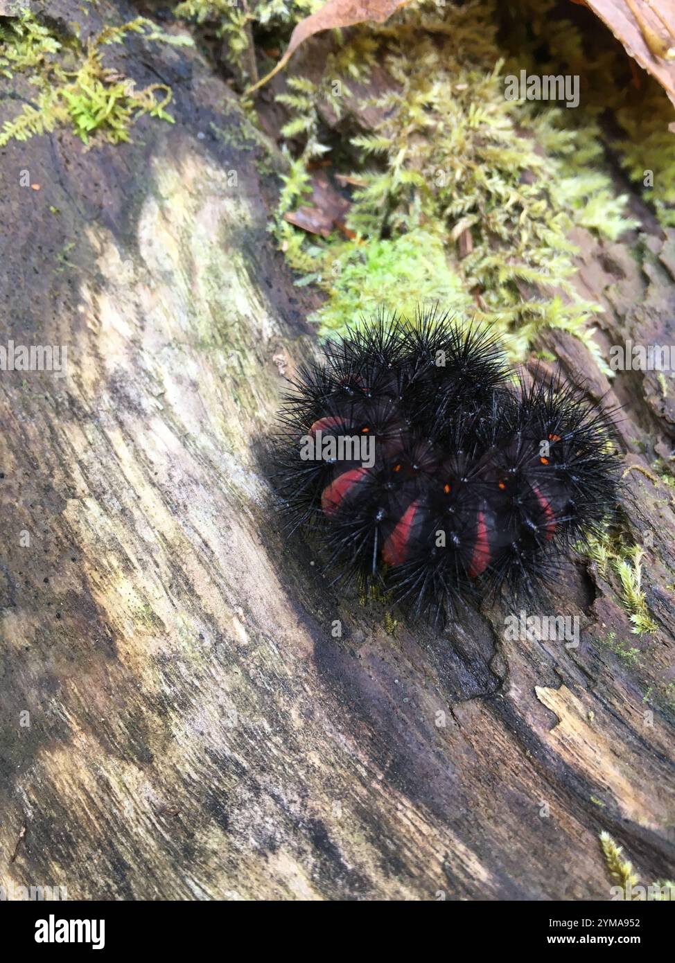 Giant Leopard Moth (Hypercompe scribonia Stock Photo - Alamy